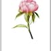 Montessori 3-part Cards - Flowers - Eng, Es, Fr, It, De - Safari Ltd ...