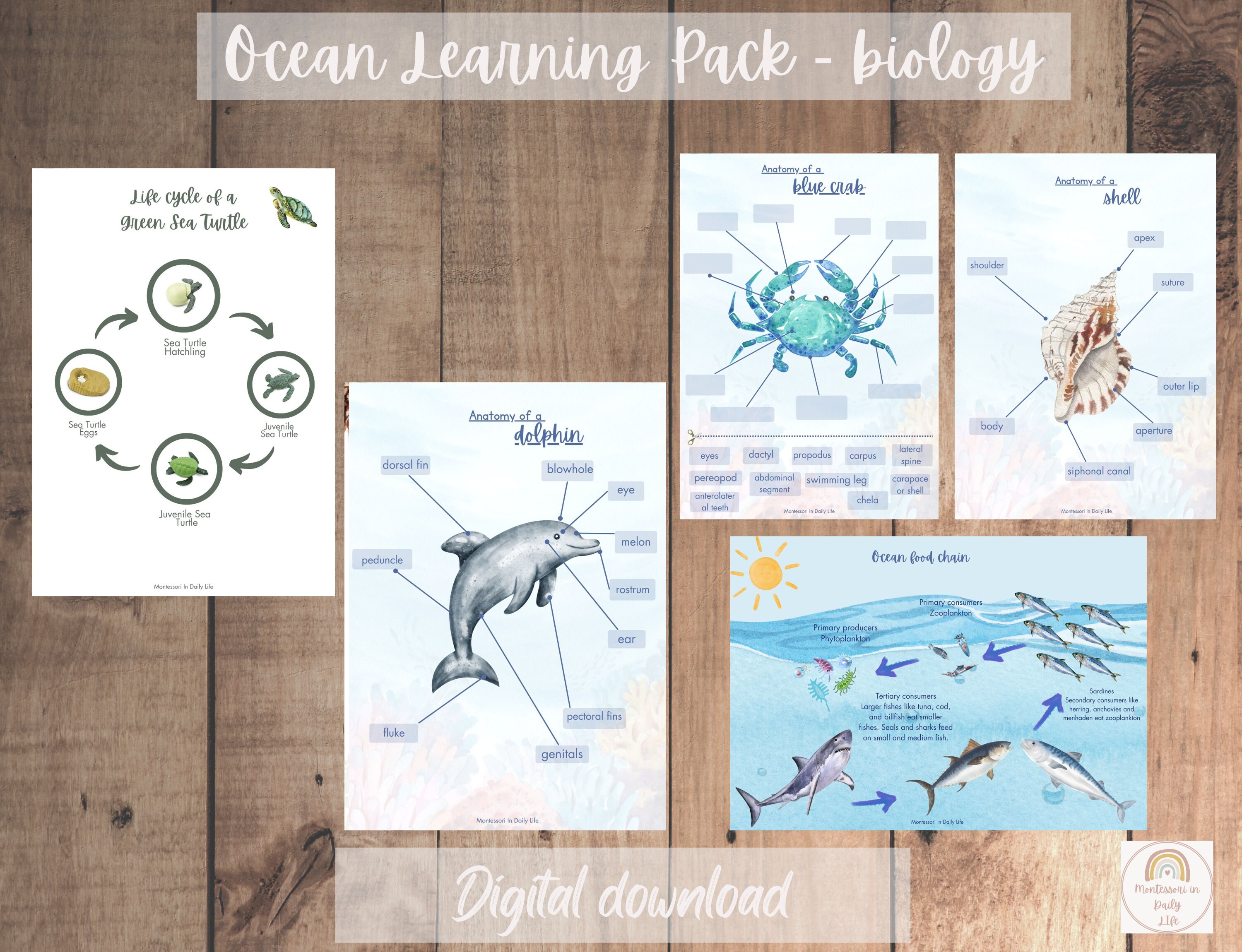 O is for Ocean Learning Pack - With FREEBIE Ocean Alphabet Cards - Etsy