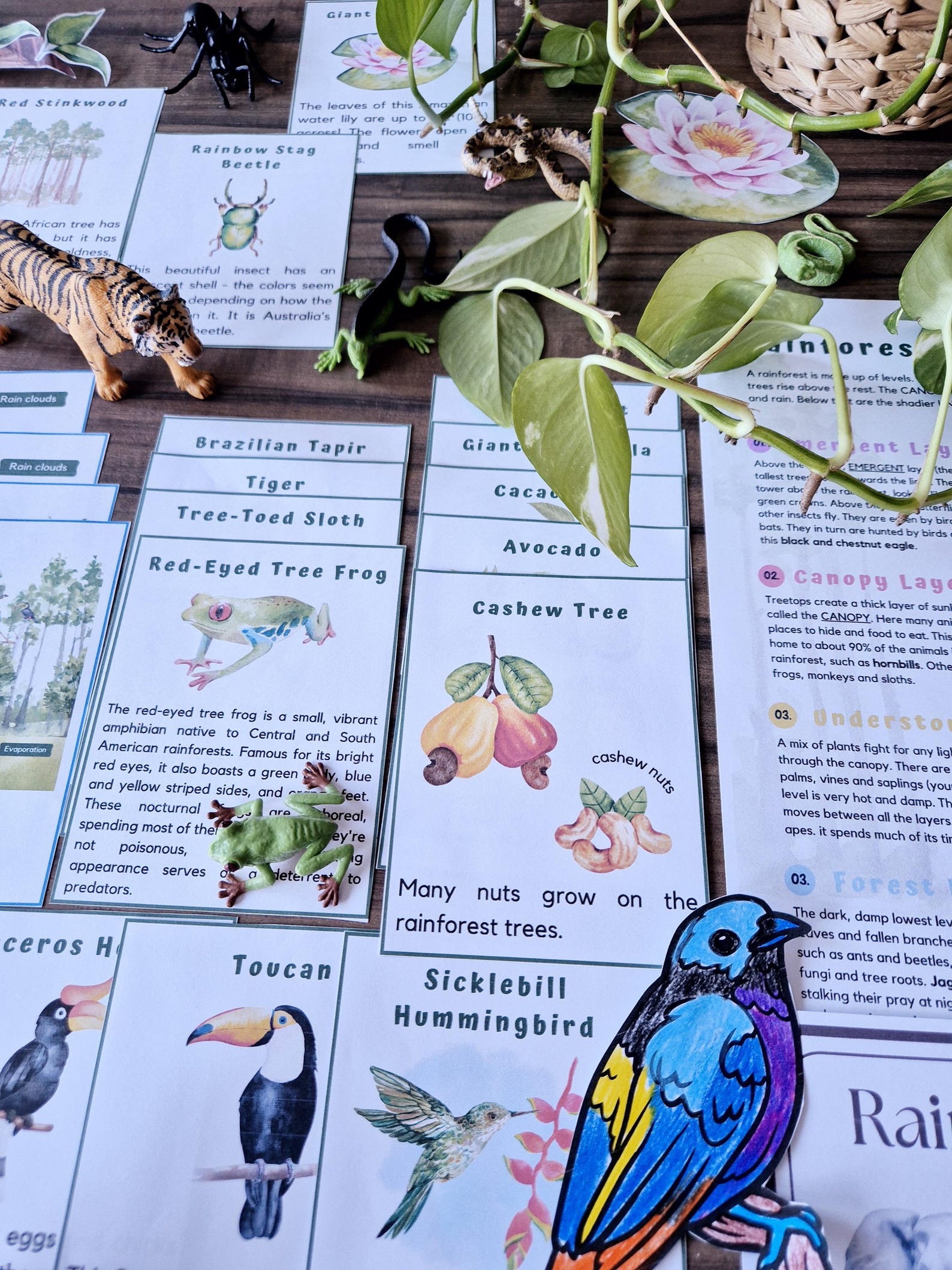 Tropical Rainforest Unit Study - Etsy