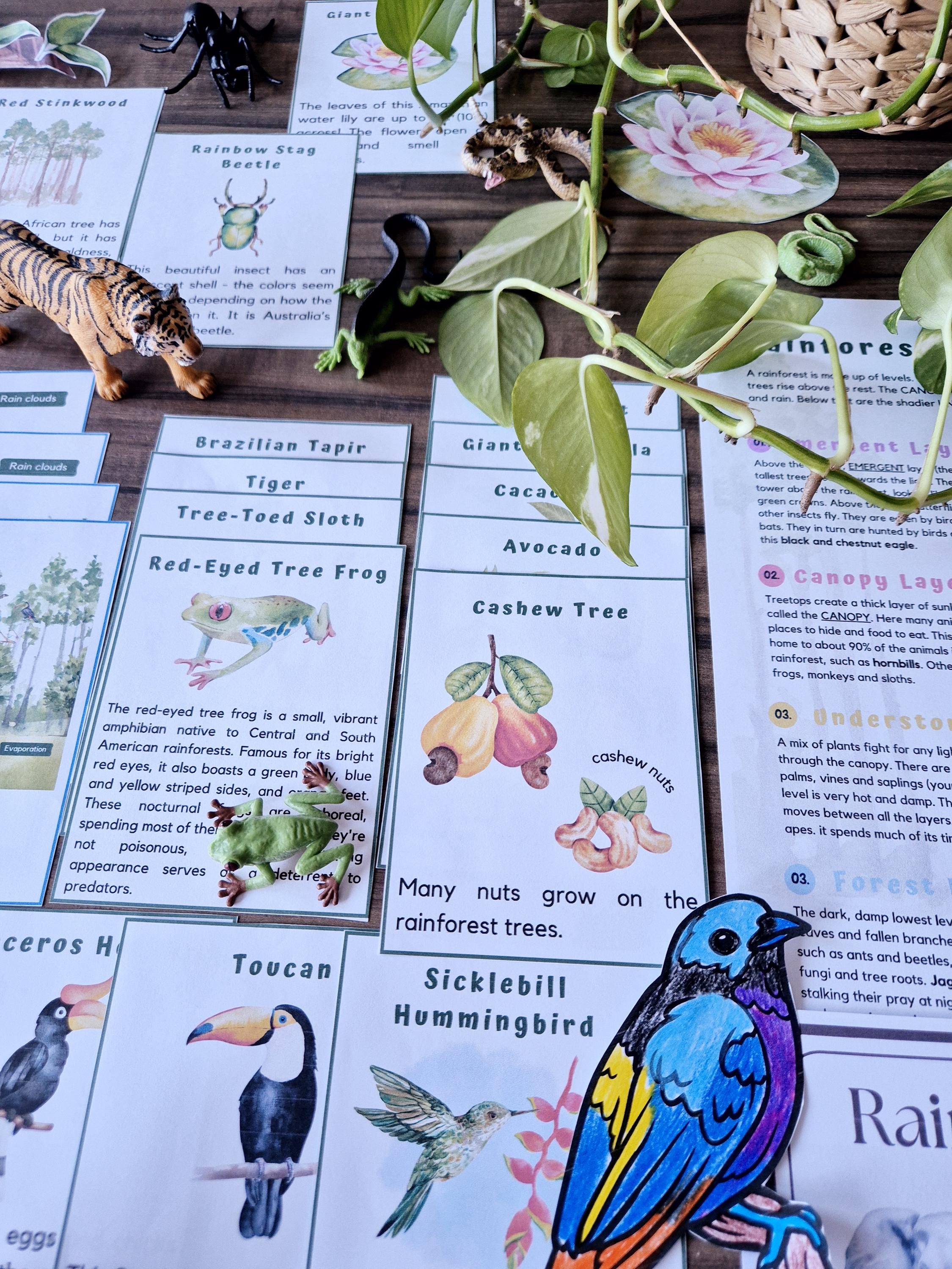 Tropical Rainforest Unit Study - Etsy