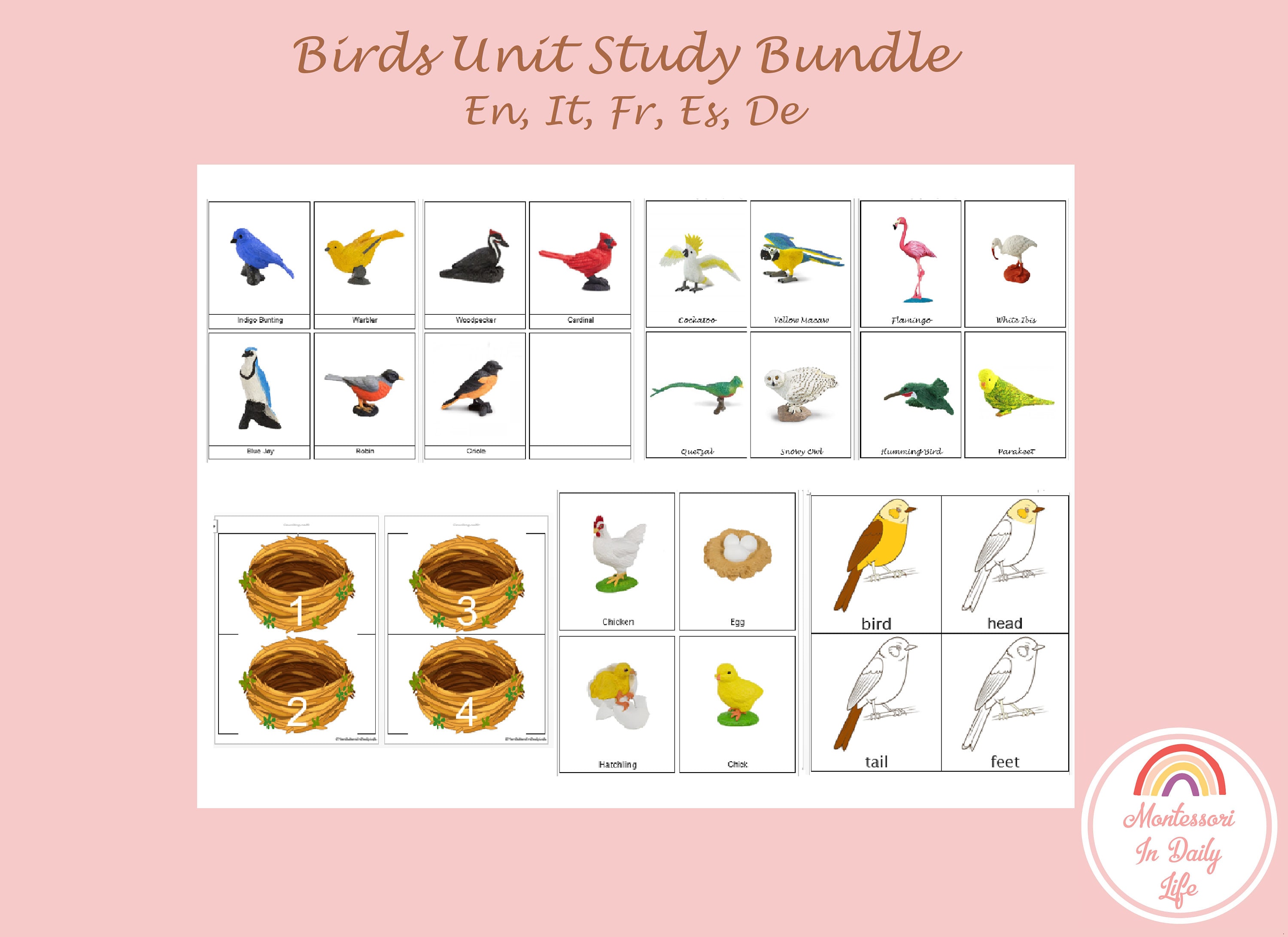Bird Unit Study Printables with FREE exotic birds language | Etsy