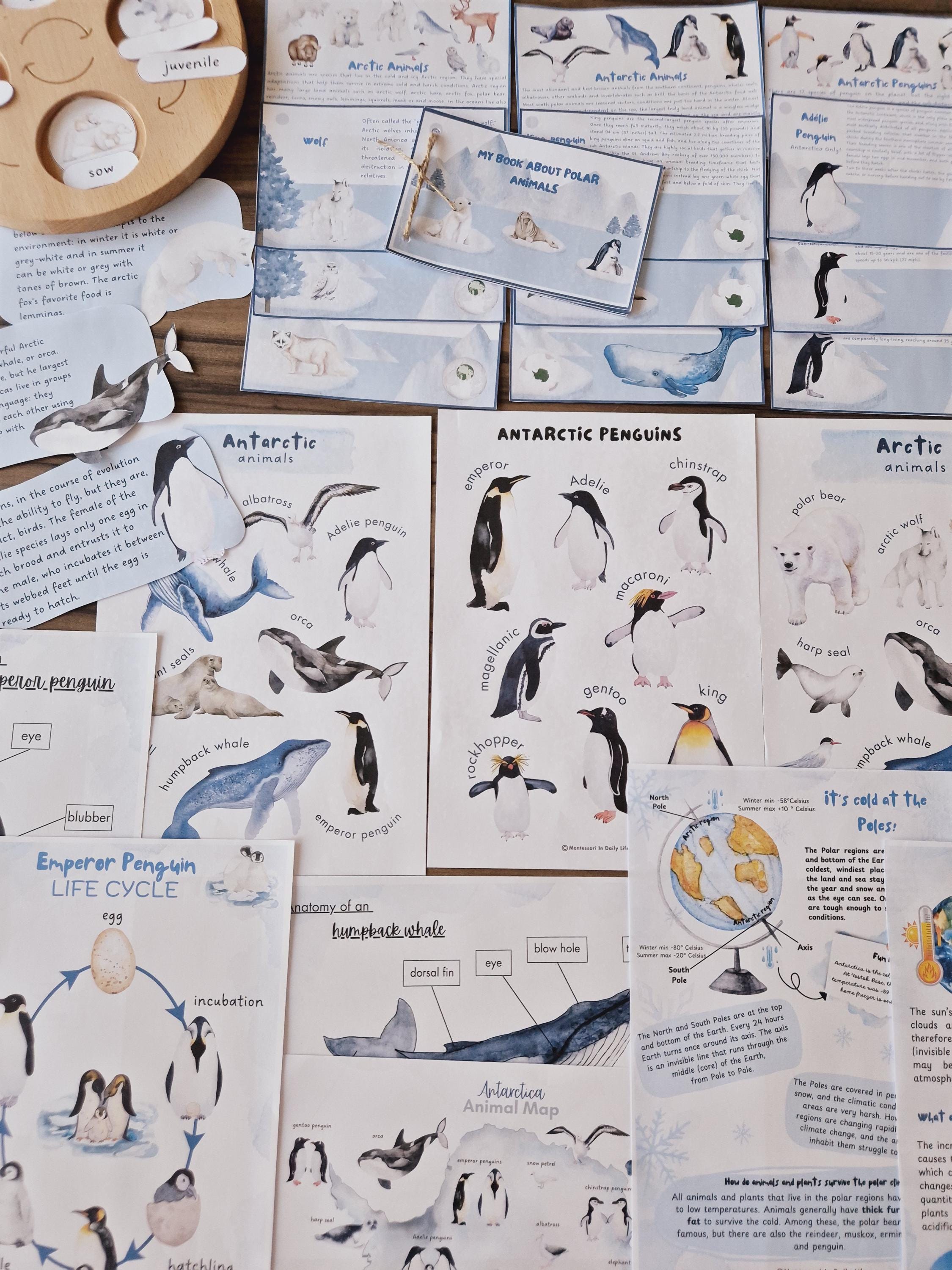 Polar Adventures Unit Study - Arctic and Antarctica Studies - Etsy
