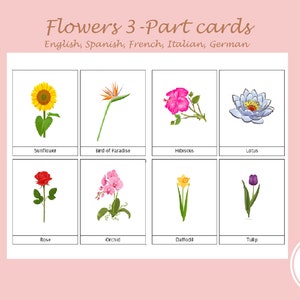 Montessori 3-part Cards - Flowers - Eng, Es, Fr, It, De - Safari Ltd ...