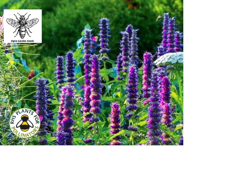 Giant Hyssop Blue Wild Flower Seeds Agastache Mexicana Lavender Blue ...