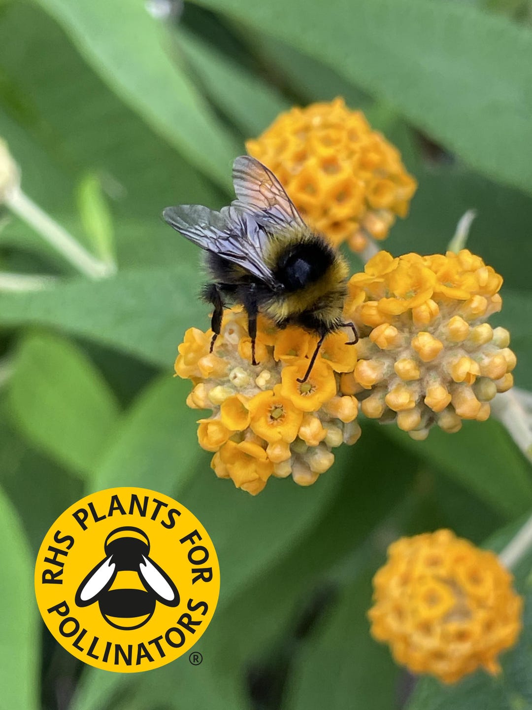 Buddleja Weyeriana Sungold Flower Seeds Butterfly Bush Buddleia Yellow ...