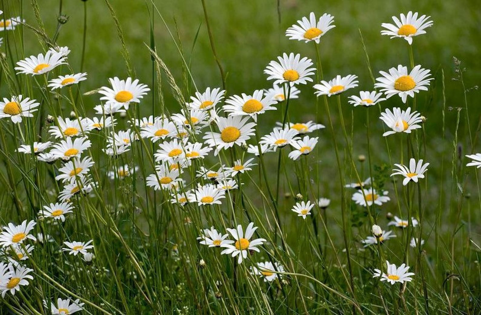 Ox Eye Daisy White & Yellow Herbaceous Perennial British Wild Flower ...