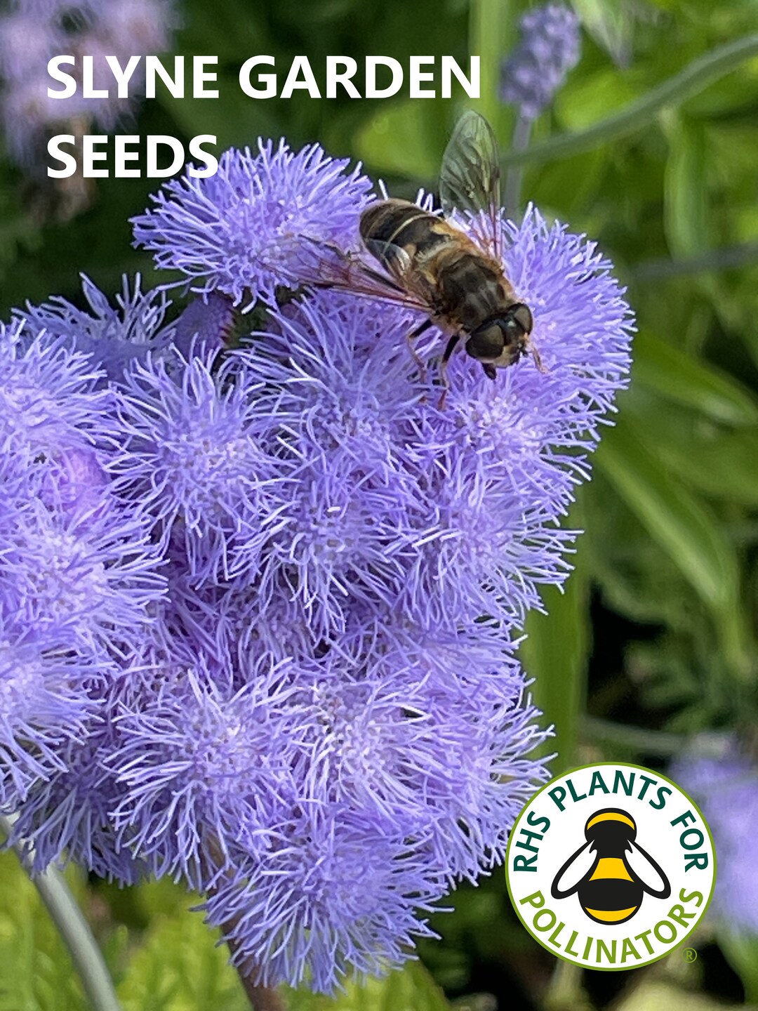 Blue Ageratum Flower Seeds Aka Floss Flower. Charming Flower That is on ...