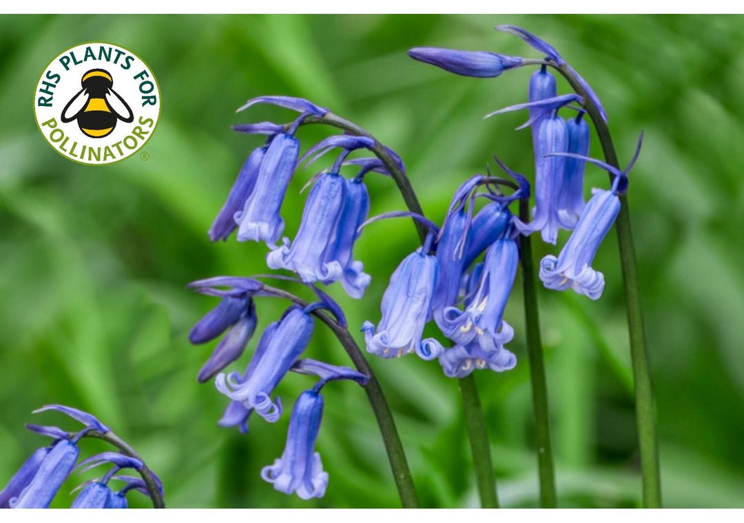 English Bluebell Seeds - Woodland Shade Tolerant Wild Flower Slyne ...