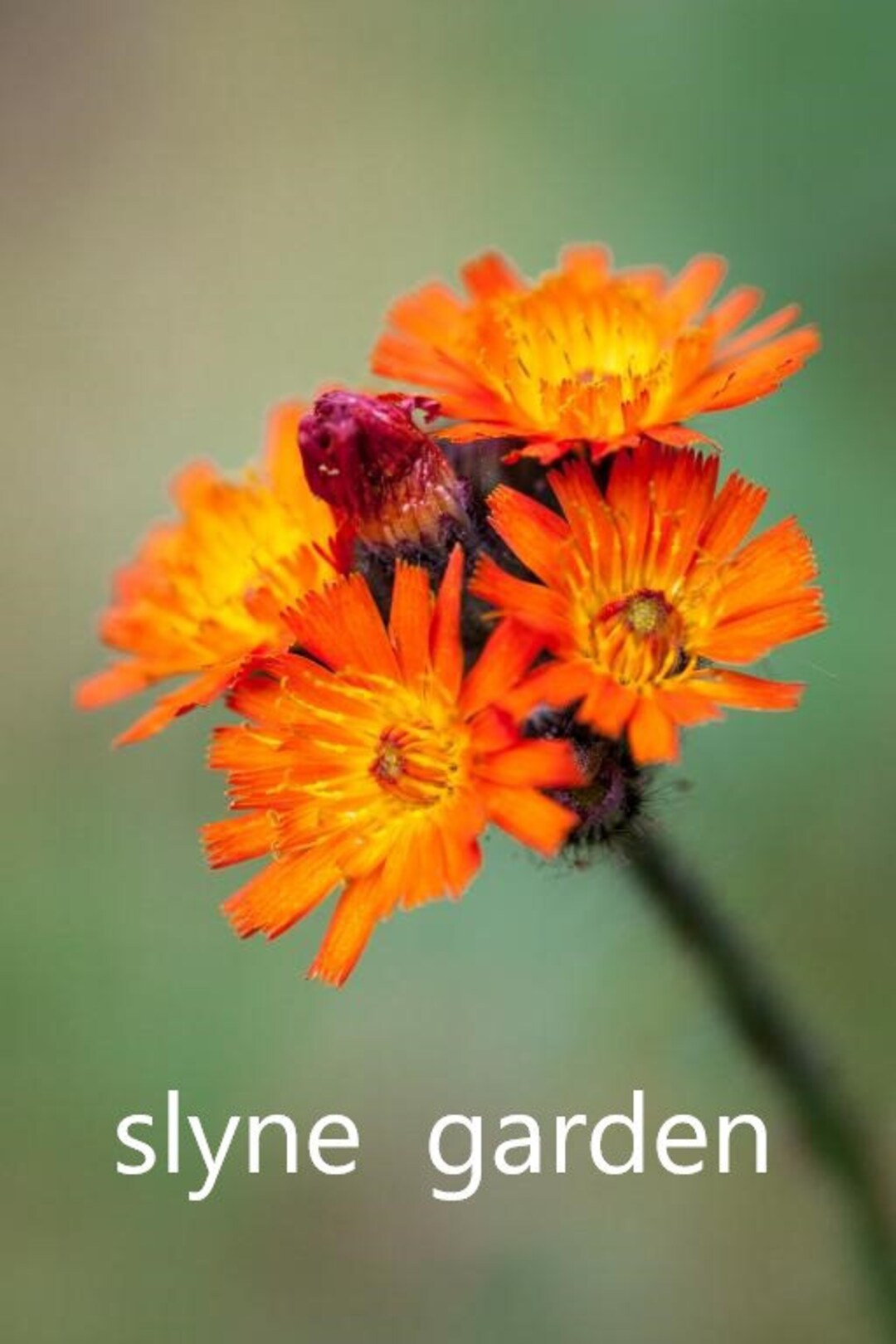 Fox and Cubs Orange Perennial Wild Flower Seeds - Drought Tolerant ...