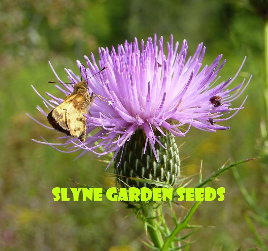 Field Thistle Seeds - Purple Mauve British Wild Perennial Flower SLYNE ...