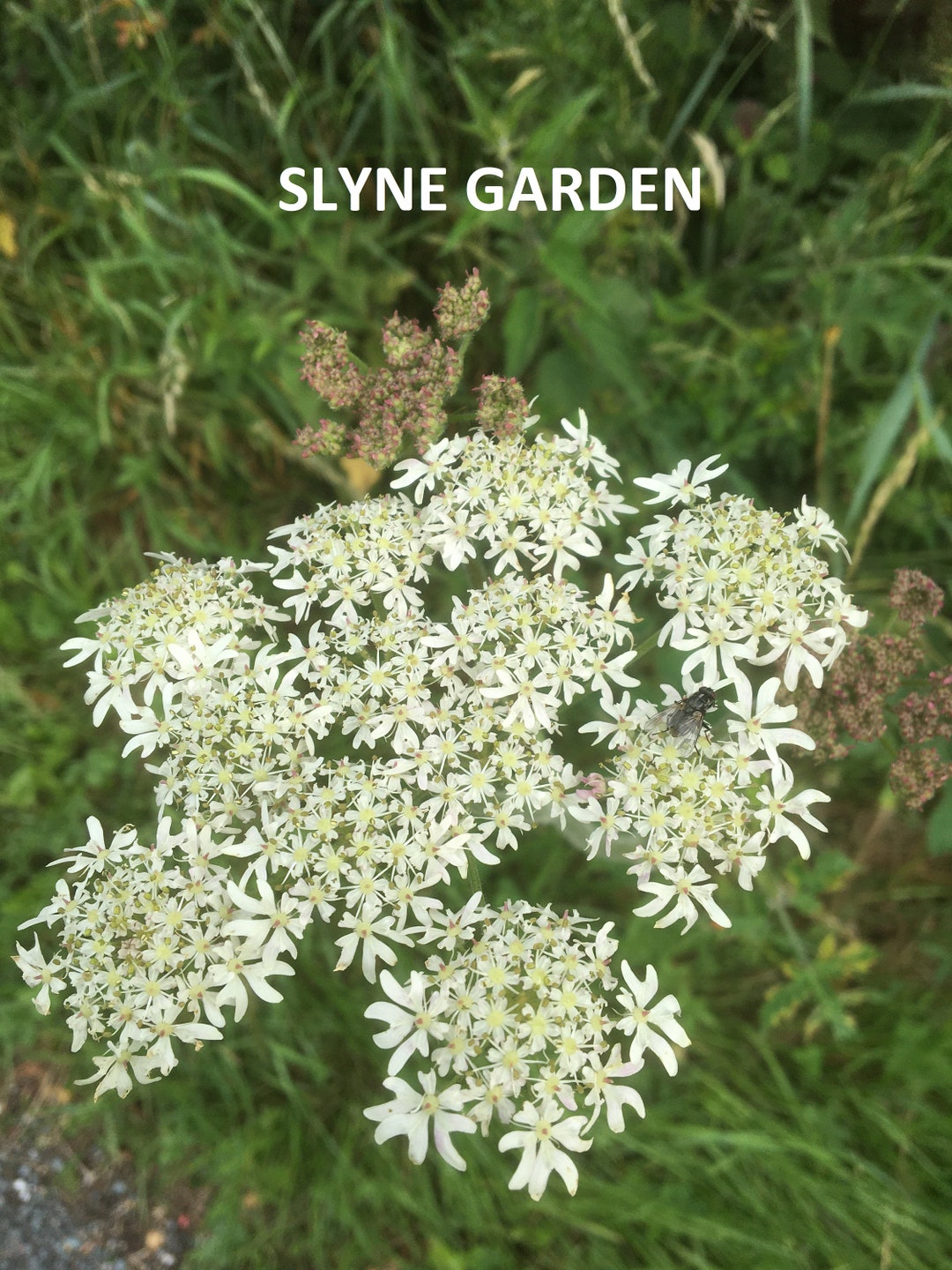Fast Dispatch Cow Parsley White Wild Flower Seeds Monty Don's Favourite ...