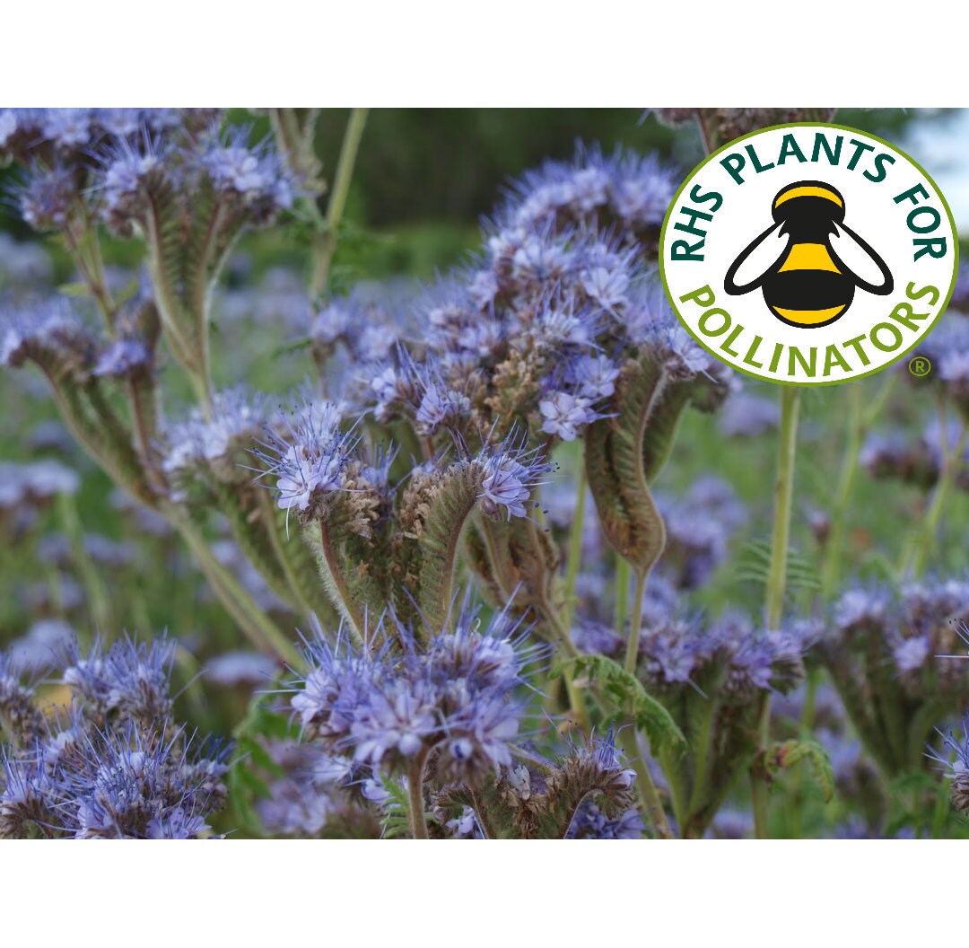 Fiddleneck Phacelia Blue Perennial Wild Flower Seeds - Slyne Garden ...