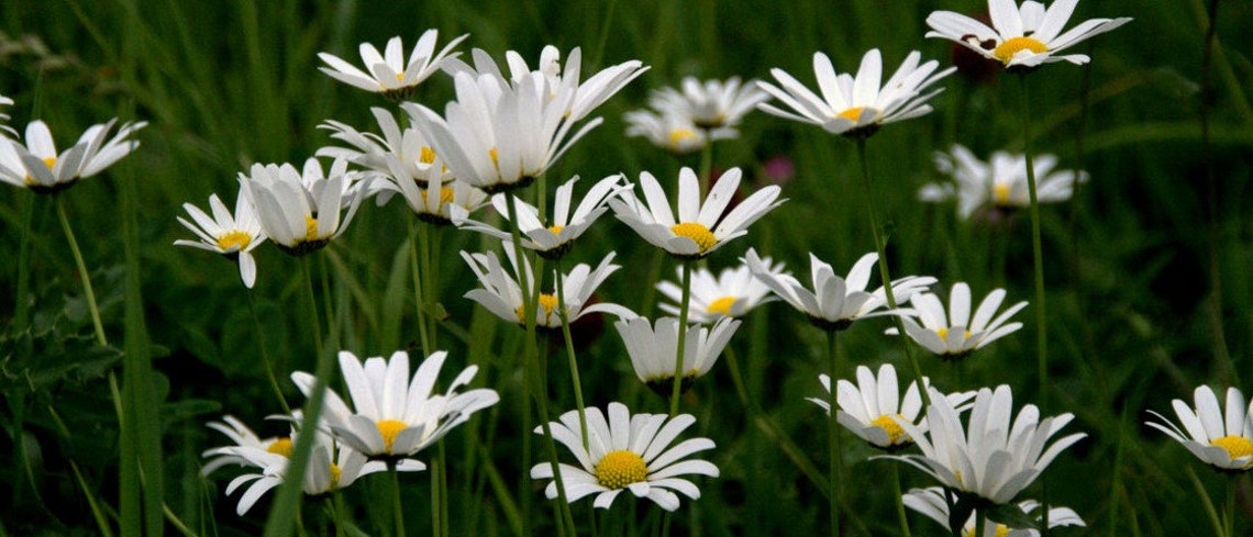 Ox Eye Daisy White & Yellow Herbaceous Perennial British Wild Flower ...