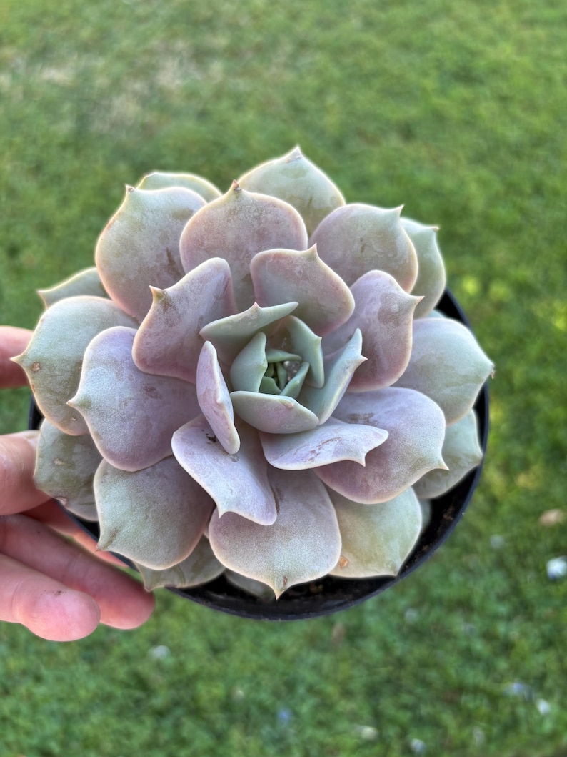 LOLA and PINK DIAMOND - Pink Lola Echeverias - Etsy