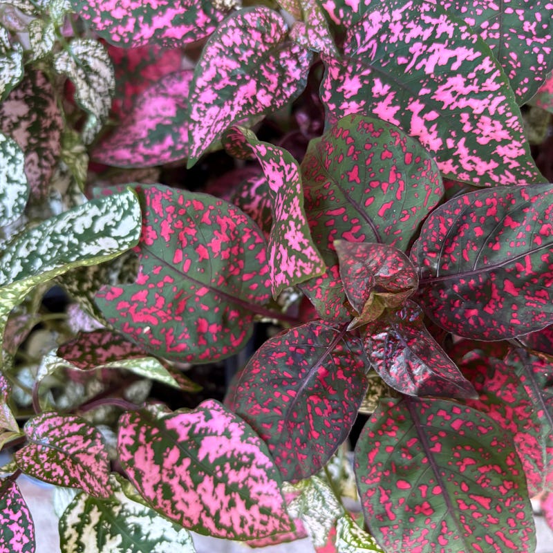 Hypoestes Phyllostachya - Etsy