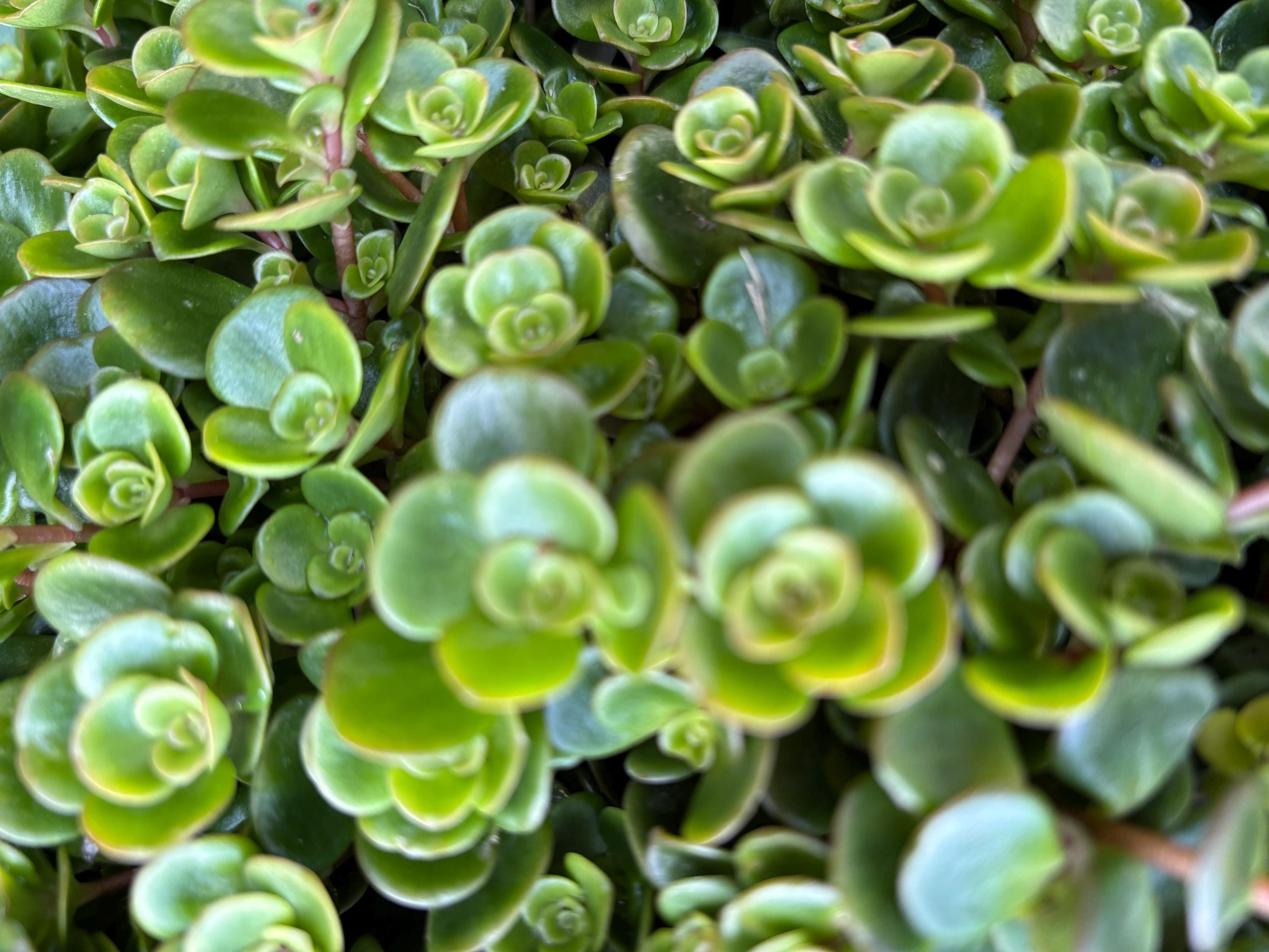 Coral Reef Sedum| Sedum Tetractinum | Rare | 2” 4” 6” - Etsy