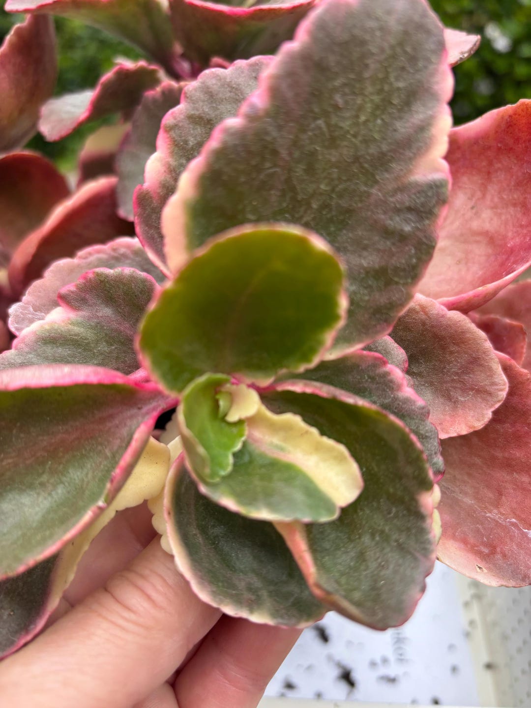 Kalanchoe "creamed Scallops" Variegated: Kalanchoe Bryophyllum ...