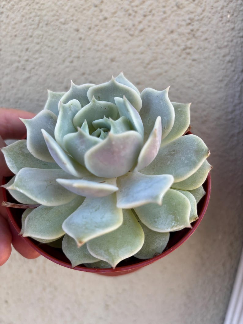 Pink Diamond Lola Echeveria – Rare Pink Succulent - Etsy