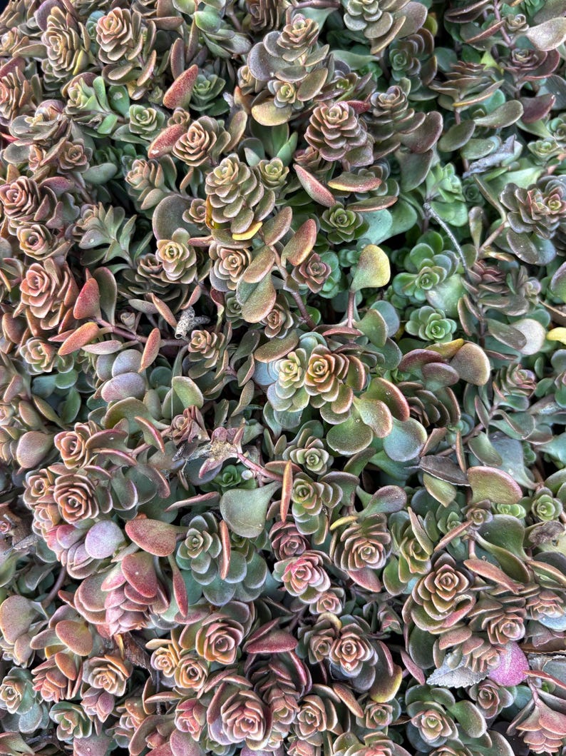 Coral Reef Sedum| Sedum Tetractinum | Rare | 2” 4” 6” - Etsy