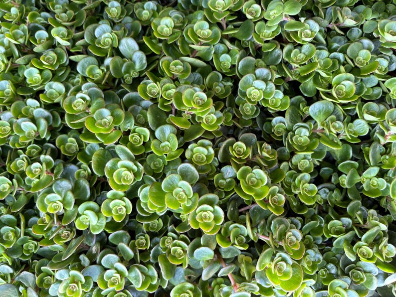 Coral Reef Sedum| Sedum Tetractinum | Rare | 2” 4” 6” - Etsy
