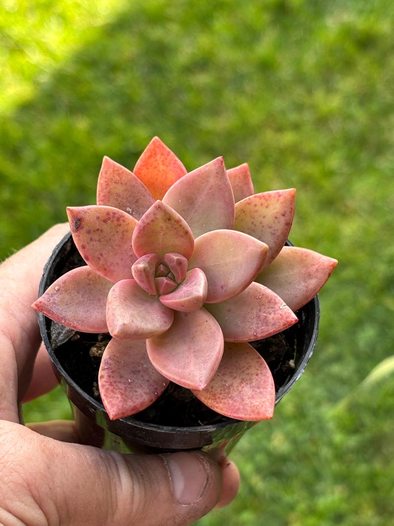 California Sunset Graptosedum Succulent - Etsy