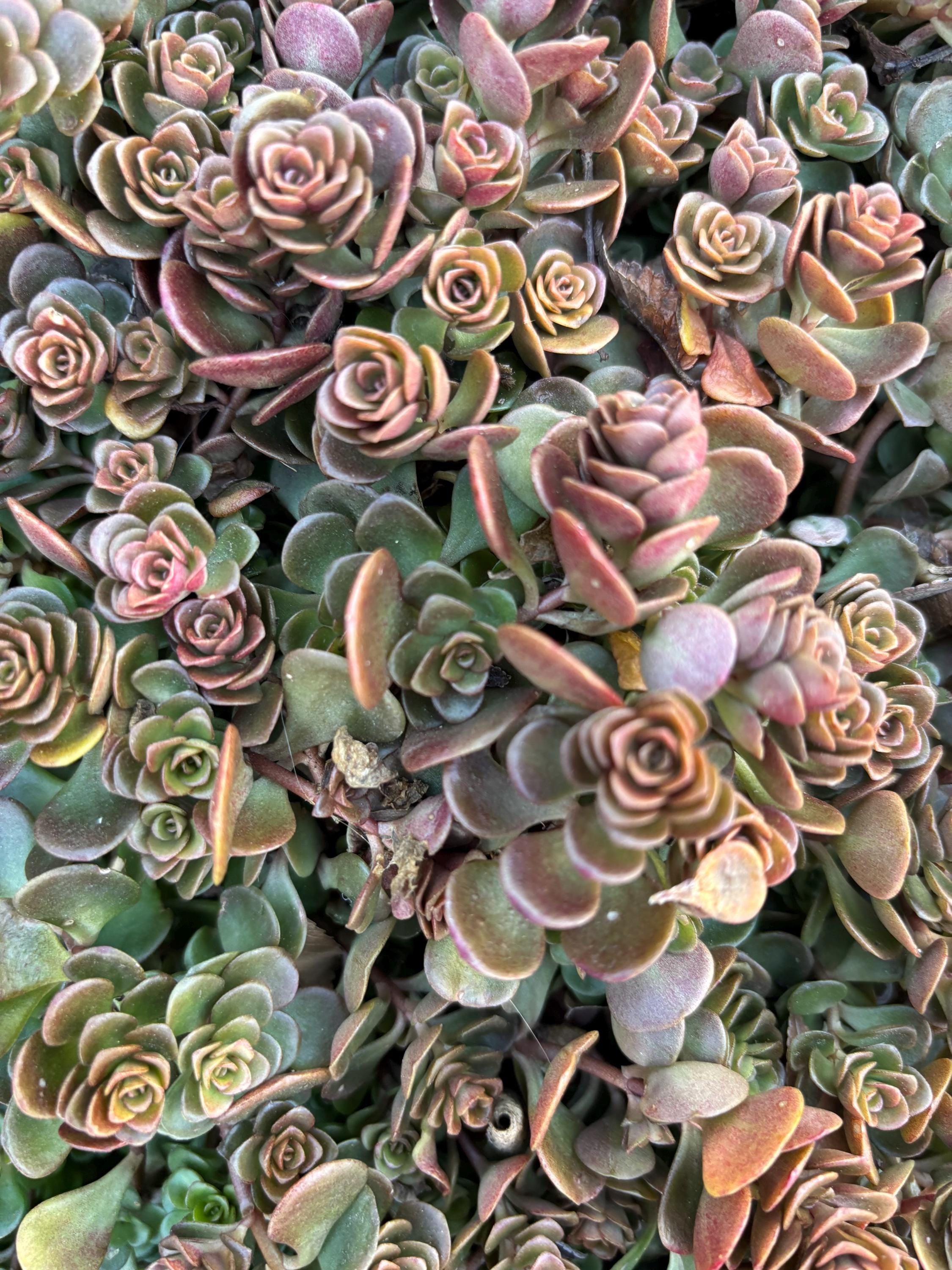 Coral Reef Sedum| Sedum Tetractinum | Rare | 2” 4” 6” - Etsy