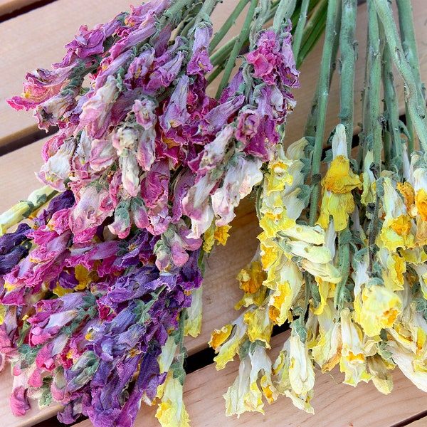 Snapdragon Flowers - Etsy