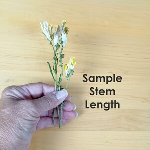 Dried Flowers, Dried Snapdragons, Dried Flower Craft Box, Dried Mini ...