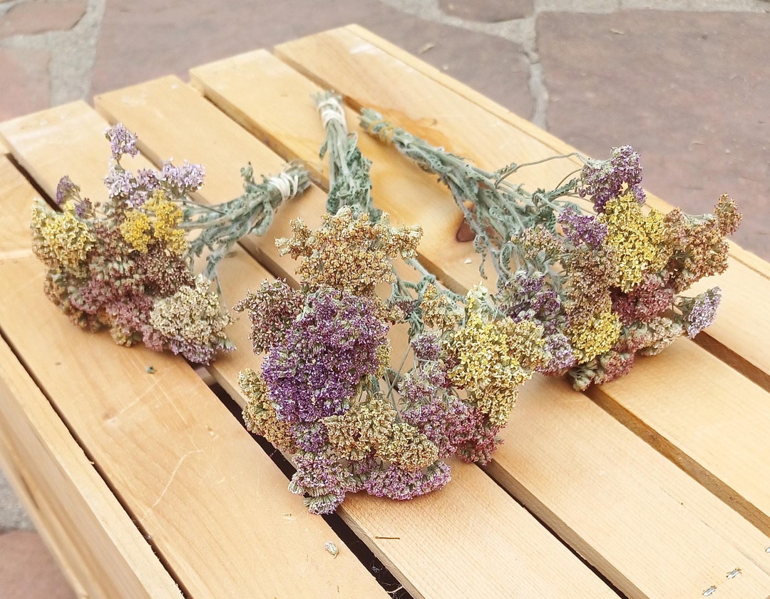 Dried Flowers, Dried Yarrow, Dried Craft Flowers, Floral Home Decor - Etsy