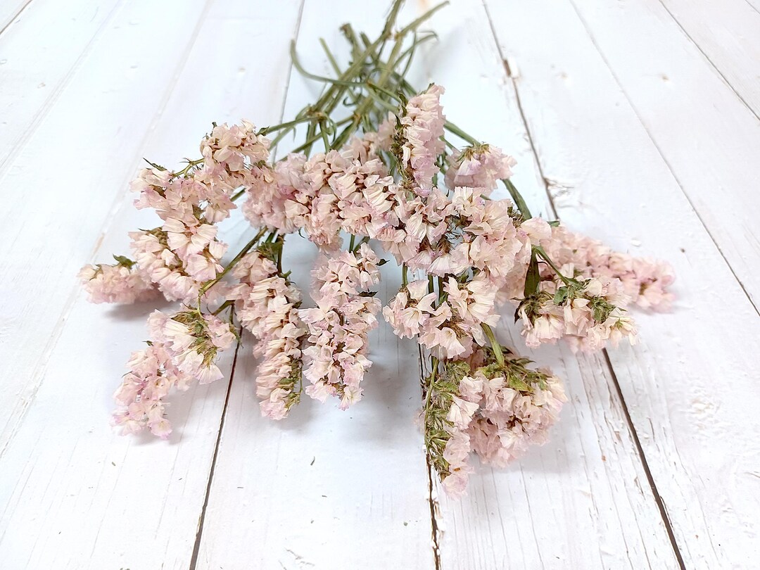 Dried Flowers, Light Pink Statice, Craft Supplies, 8 Stems - Etsy