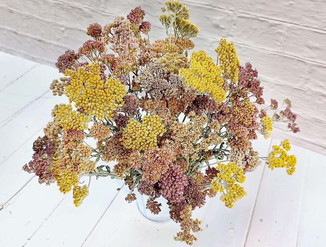Dried Flowers, Dried Yarrow, Dried Craft Flowers, Dried Garden Flowers ...