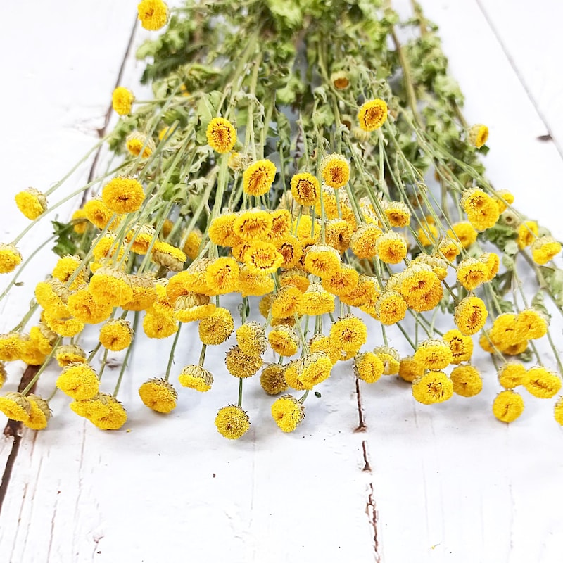 Yellow Dried Flowers - Etsy