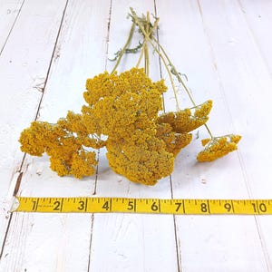 Golden Yarrow Stems: Dried Craft Flowers (10-12" Tall) - Etsy