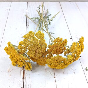 Golden Yarrow Stems: Dried Craft Flowers (10-12" Tall) - Etsy