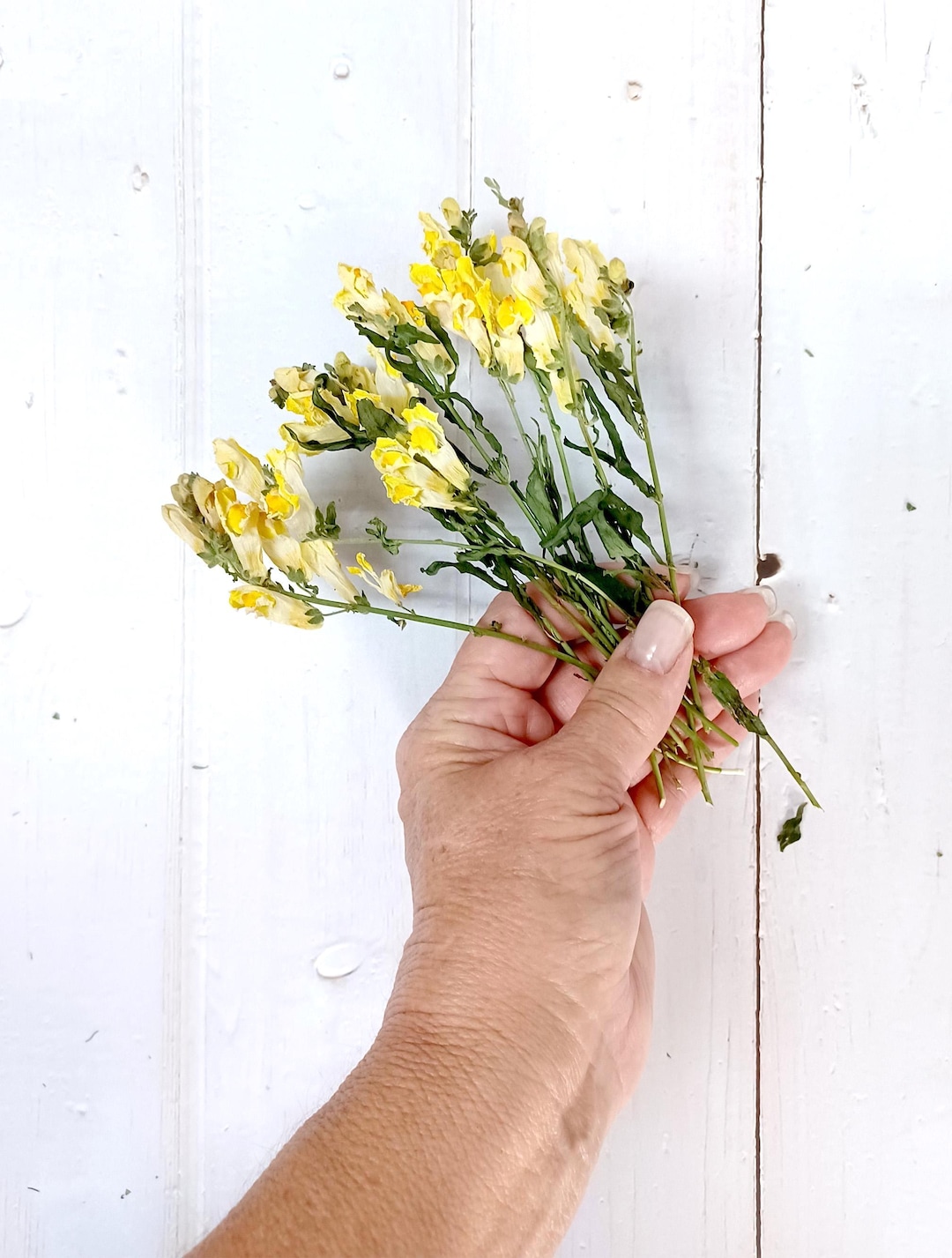 Dried Flowers, Yellow Snapdragons, Dry Craft Flowers, 10 Stems, 3" to 6 ...
