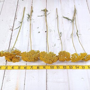 Golden Yarrow Stems: Dried Craft Flowers (10-12" Tall) - Etsy