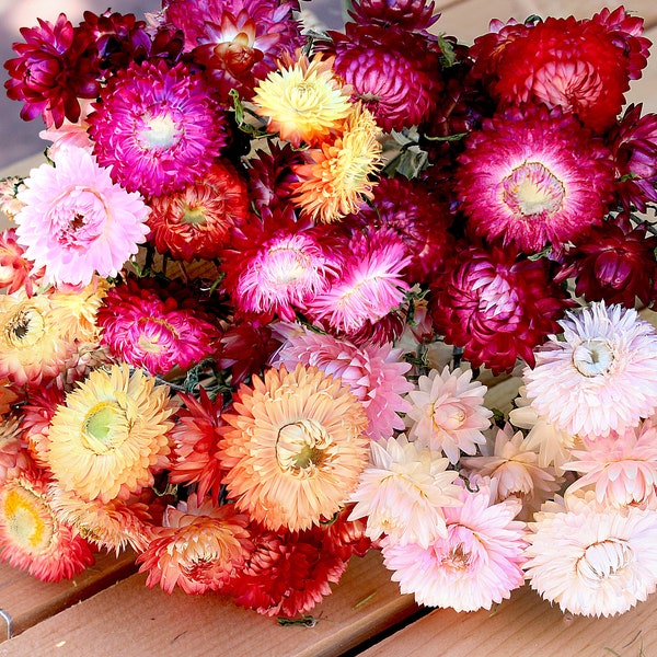 Strawflowers - Etsy