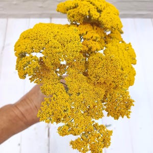Golden Yarrow Stems: Dried Craft Flowers (10-12" Tall) - Etsy