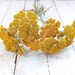 Golden Yarrow Stems: Dried Craft Flowers (10-12" Tall) - Etsy