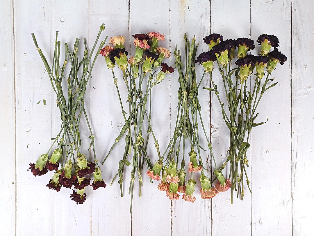 Colorful Dried Carnations, Dried Craft Flowers - Etsy