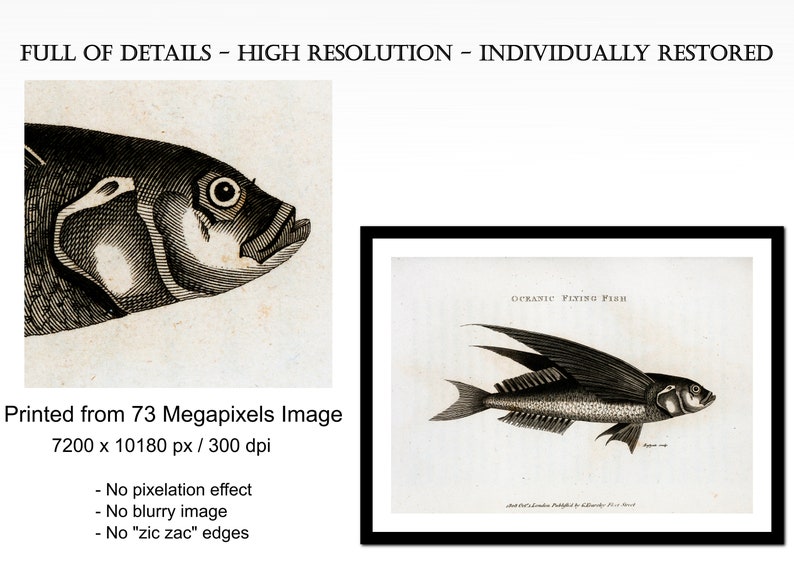 Kitchen Art Print - Fish Ocean Sea Animals - Vintage Poster - Antique ...