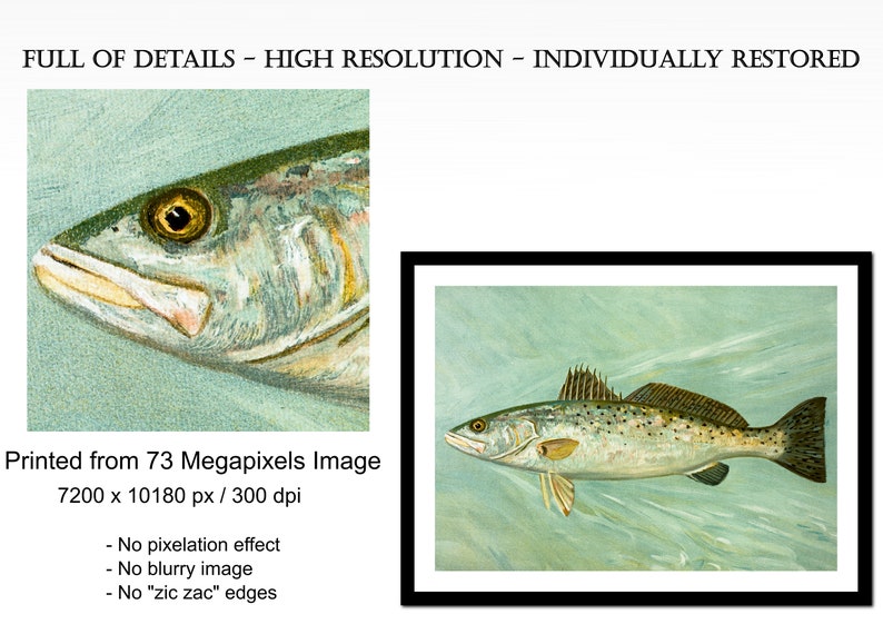 Kitchen Art Print - Fish Ocean Sea Animals - Vintage Poster - Antique ...