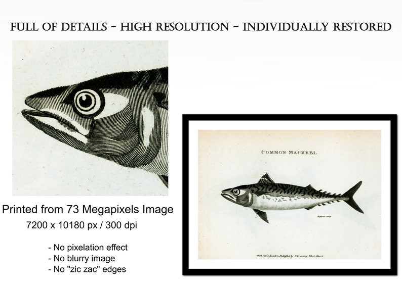 Kitchen Art Print - Fish Ocean Sea Animals - Vintage Poster - Antique ...