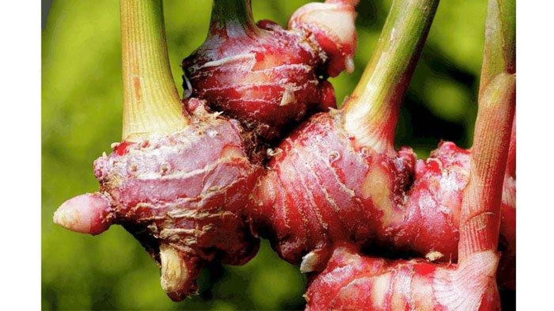 100 Gr 2.000 Gr Red Ginger Rhizomes FRESH ORGANIC RHIZOMES | Etsy