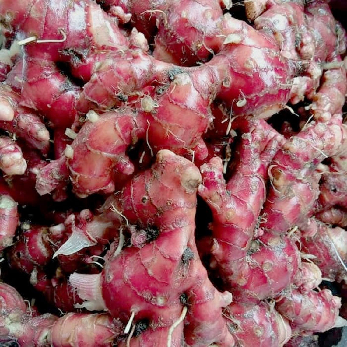100 Gr 2.000 Gr Red Ginger Rhizomes FRESH ORGANIC RHIZOMES | Etsy