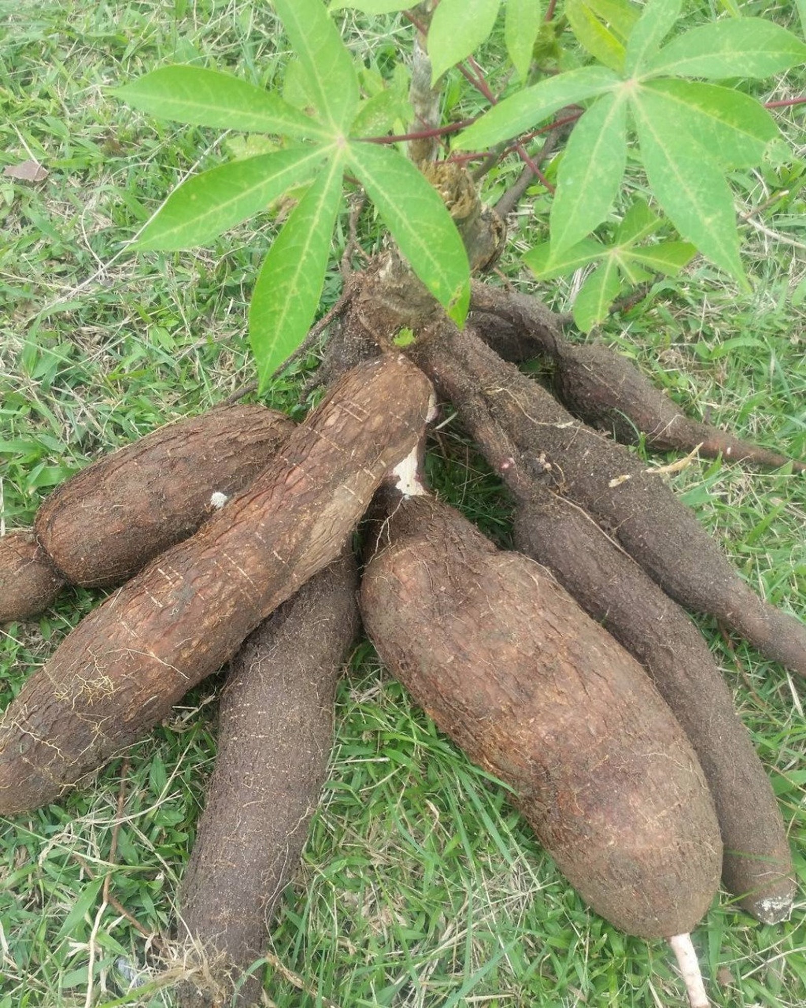 10 1000 Fresh Cassava Stems Manihot Utilissima Sweet - Etsy