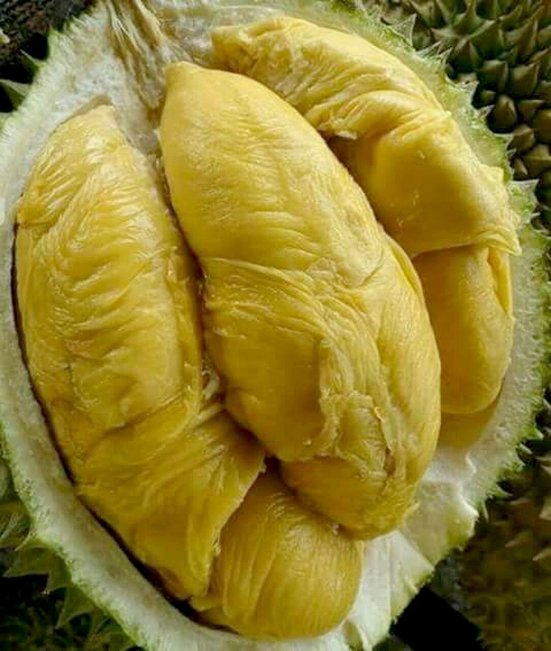30 ~ 1.000 FRESH ORGANIC SEEDS - Durio Zibethinus - Durian - King of ...