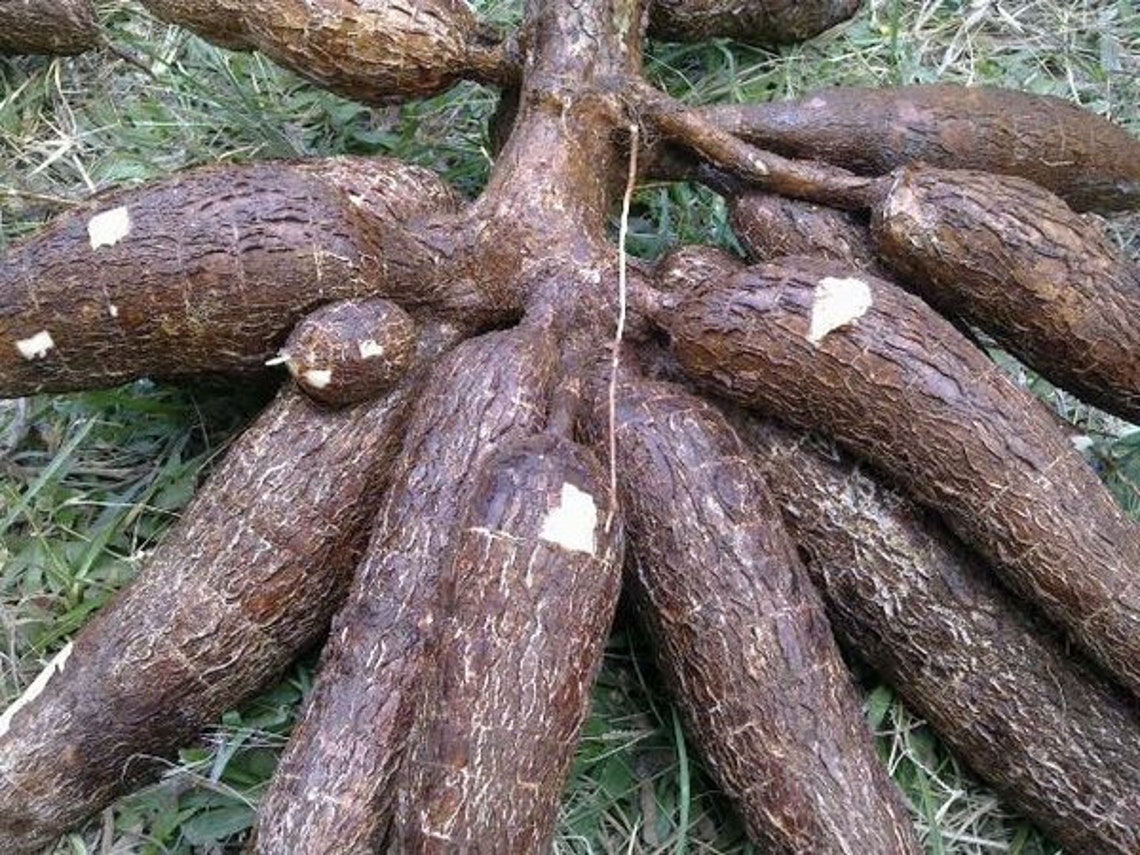 10 1000 Fresh Cassava Stems Manihot Utilissima Sweet - Etsy