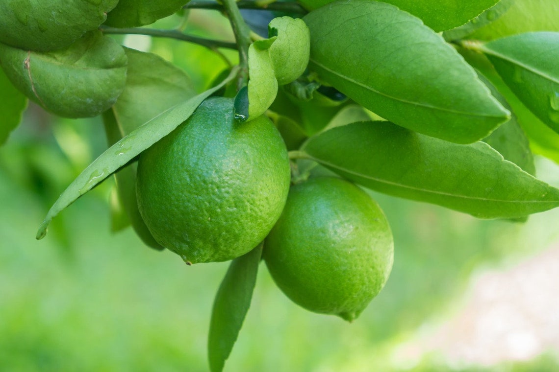 25 2.000 FRESH SEEDS ORGANIC Citrus Aurantifolia | Etsy