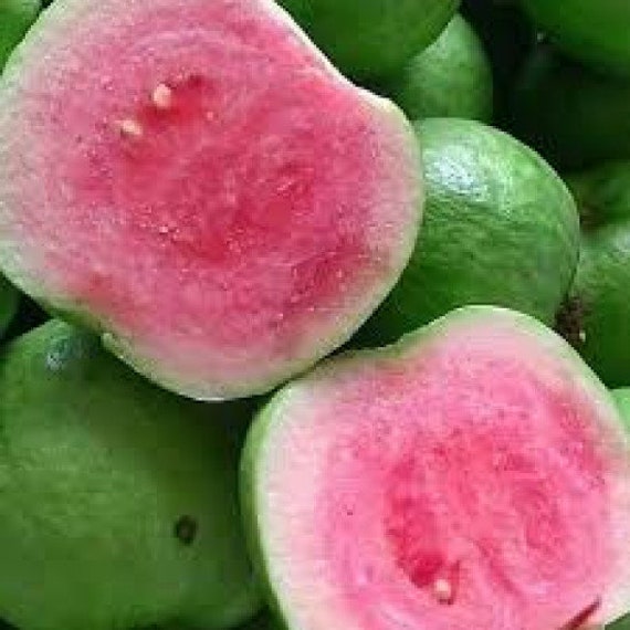 50 Seeds Red Guava Kristal Indonesia Psidium Guajava guava - Etsy